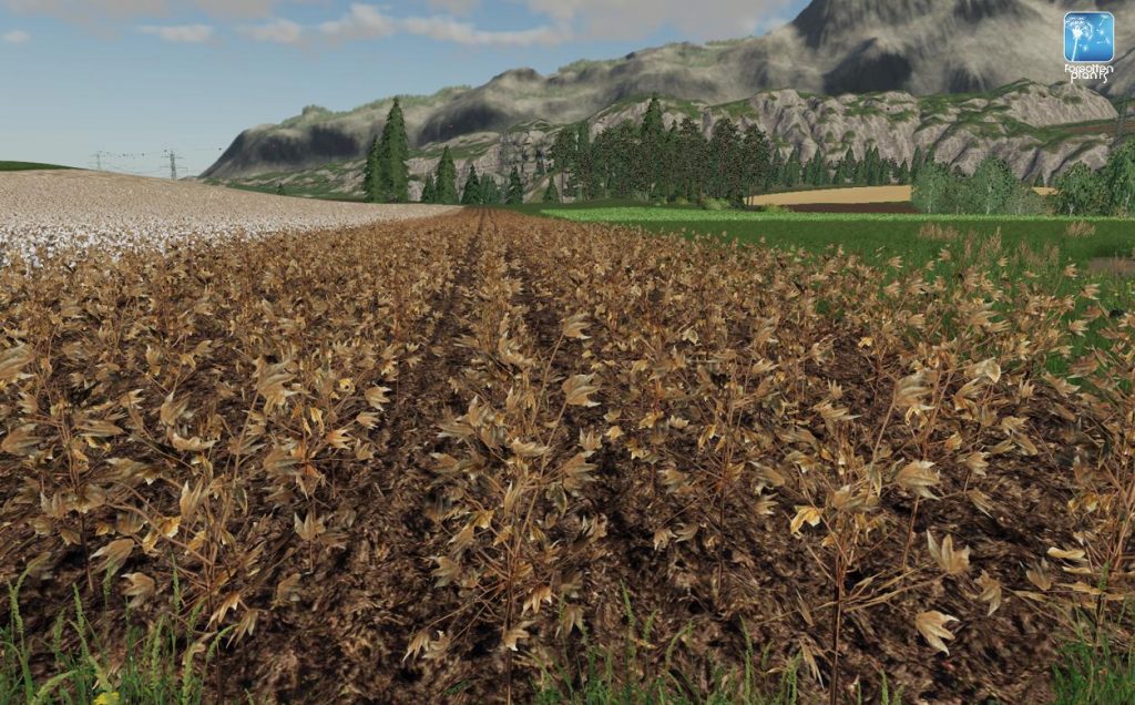 Forgotten Plants - Cotton v 1.0 - FS19 mod - FS19.net