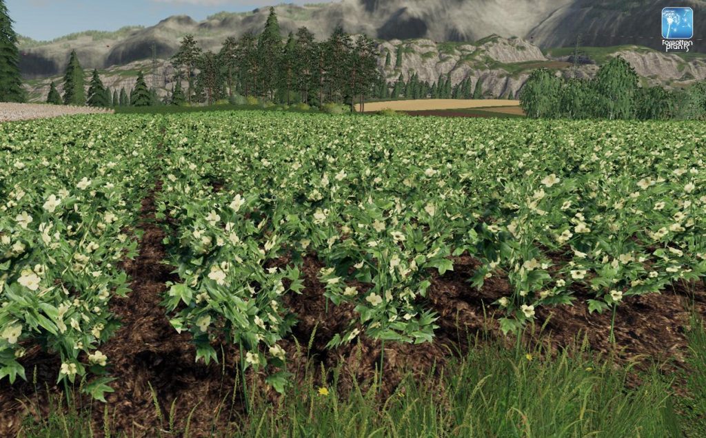 Forgotten Plants - Cotton v 1.0 - FS19 mod - FS19.net