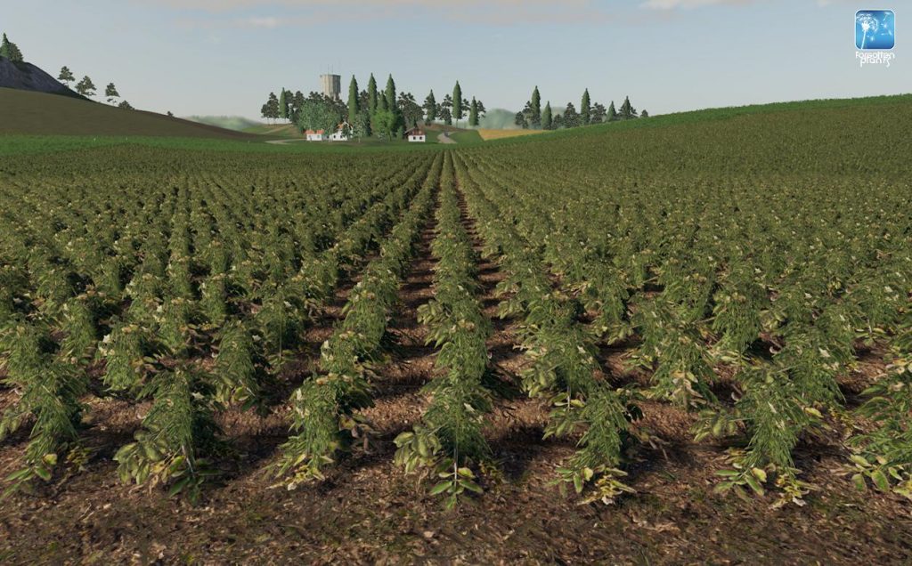 Forgotten Plants - Potato / Sugarbeet / Oilseed Radish v 1.0 - FS19 mod ...